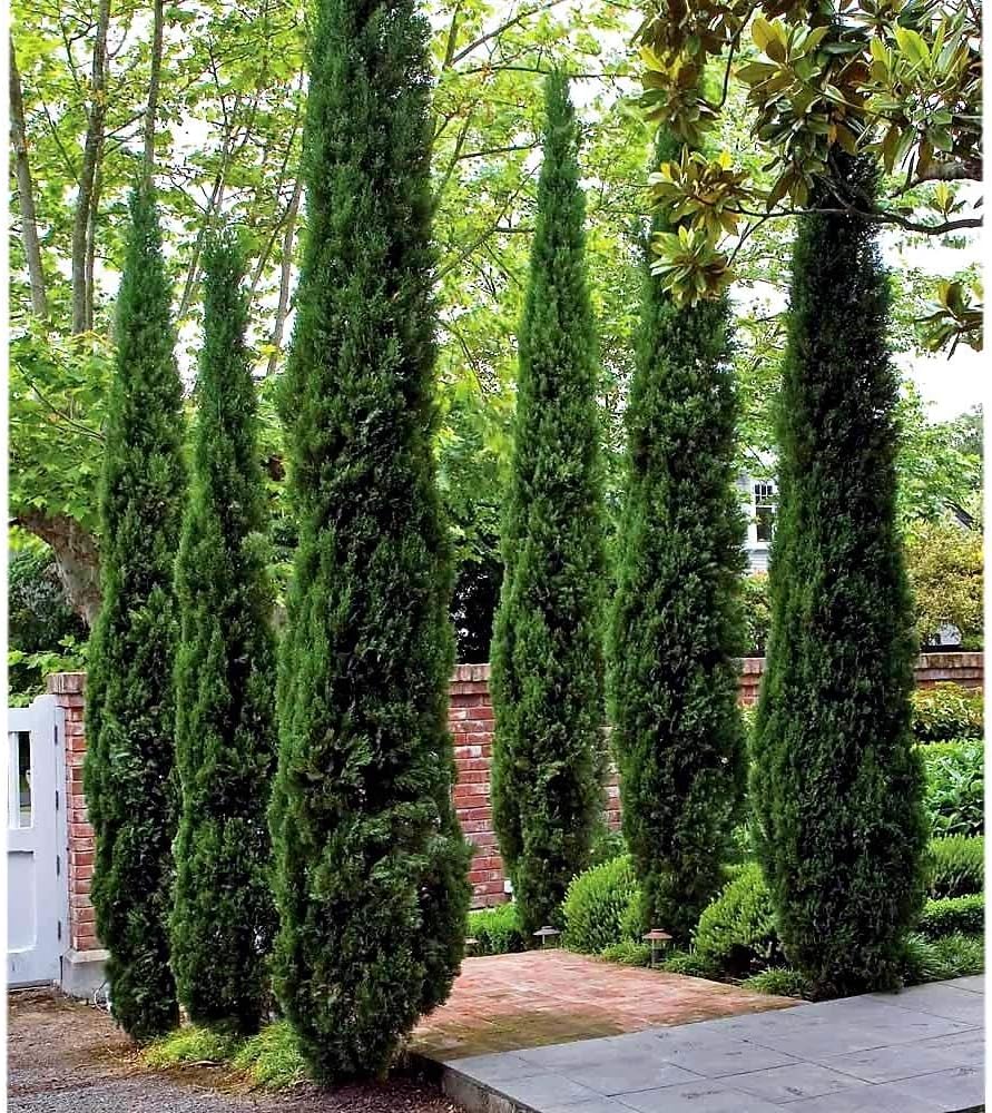 Amazon.com: Árbol de ciprés italiano (Cupressus): Jardín y Exteriores