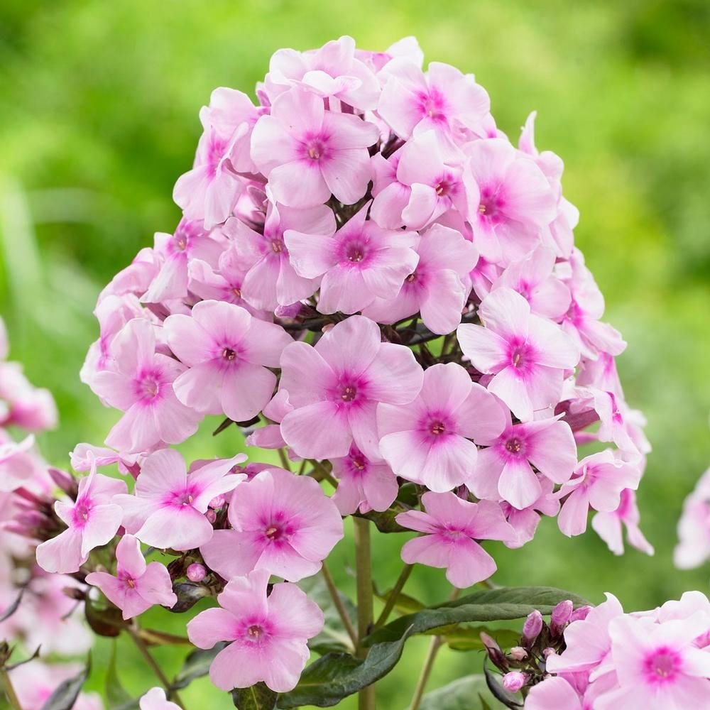 Phlox paniculata Bright Eyes- Garden Phlox, Plant in 10.5cm Pot: Amazon ...