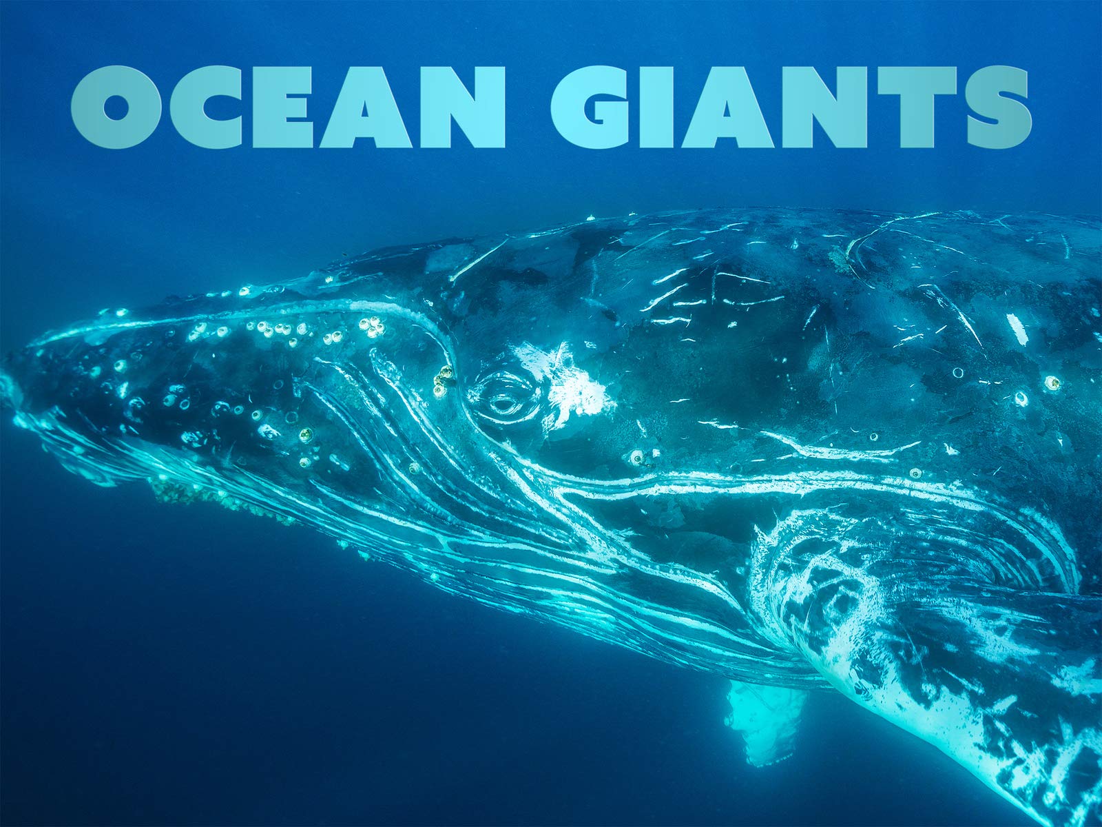 Watch Ocean Giants - Season 1 | Prime Video