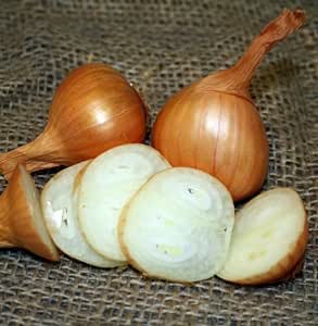 Amazon.com : Dutch Yellow Shallots - 15 Bulbs - 9/15 cm bulbs : Shallot ...