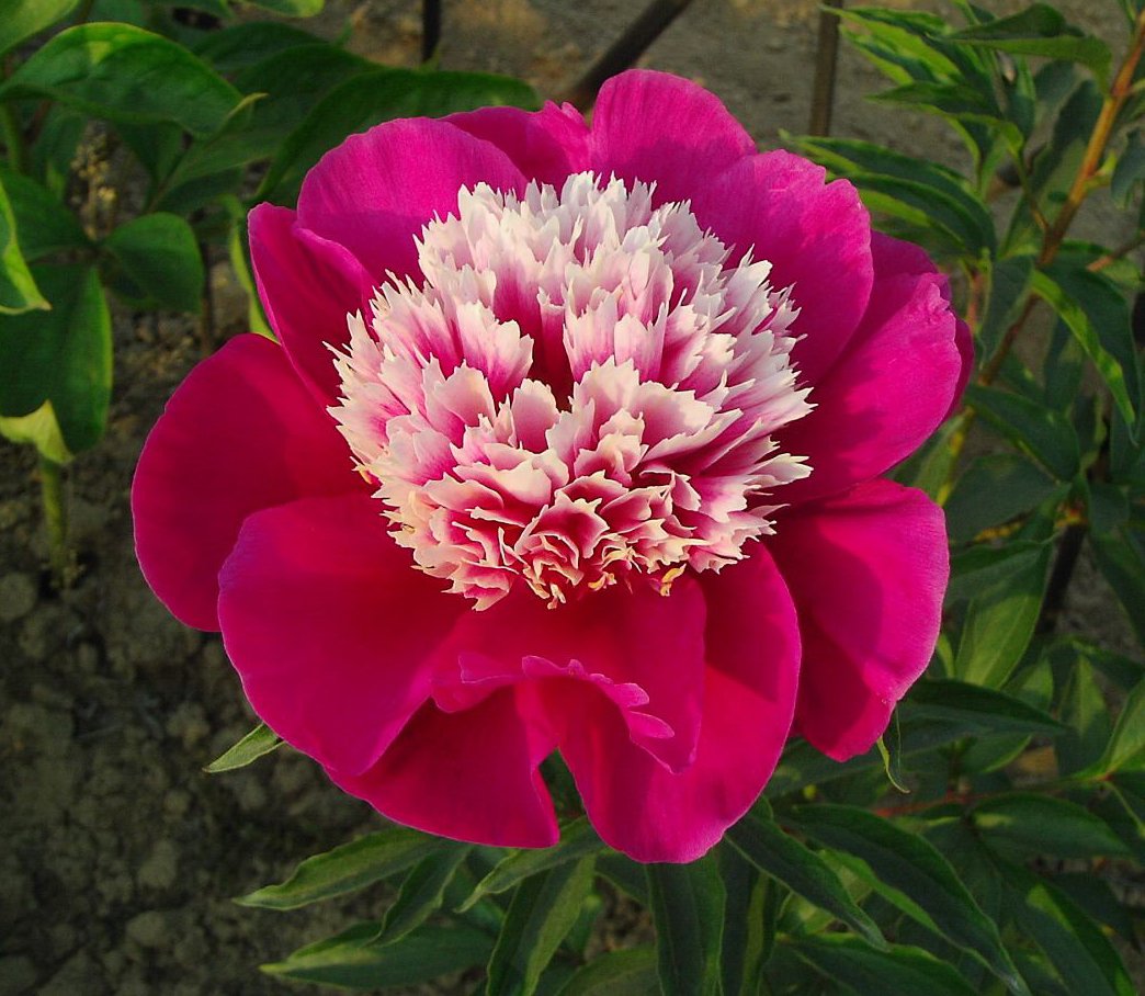 5 Petal Flower Names | Best Flower Site