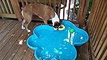 Amazon.com : One Dog One Bone BPP02 Paw Shaped Dog Pool Made with Heavy ...