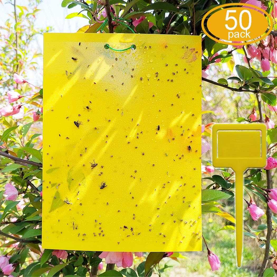 50 Sheets Yellow Sticky Traps, 8x6 Inch, Dual-Sided, with Twist Ties ...