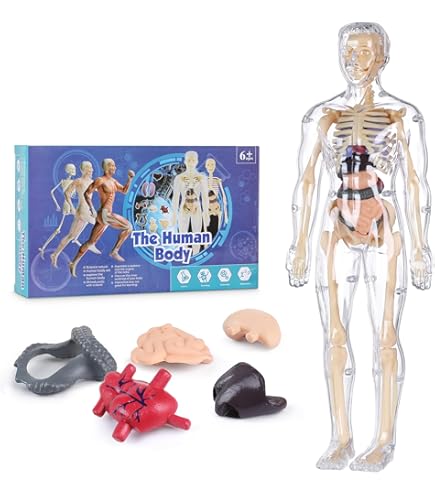 Visible Woman Anatomy Visible Man And Visible Woman Model Kits