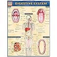 Digestive System (Quick Study Academic): BarCharts, Inc.: 9781572225251: Amazon.com: Books