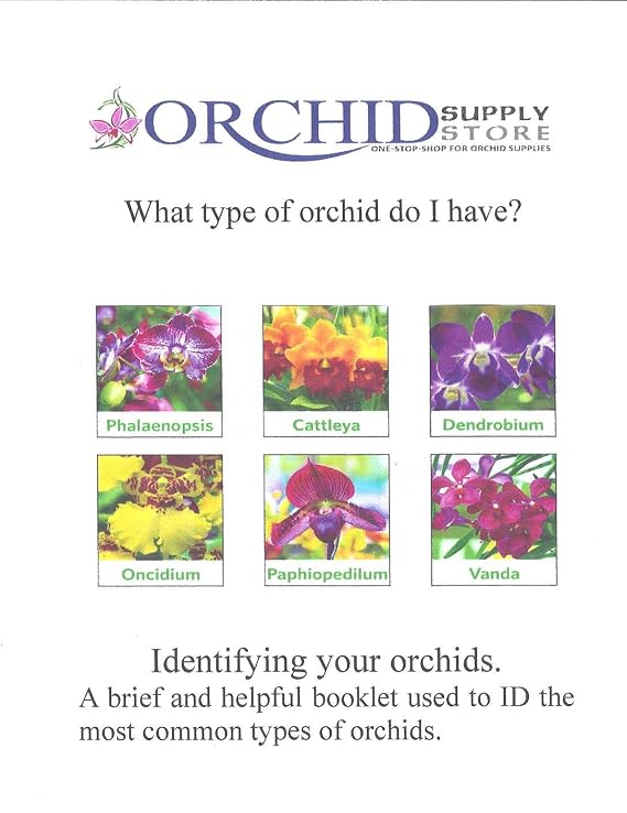 Cattleya Filler Regular Size Orchid Flowers