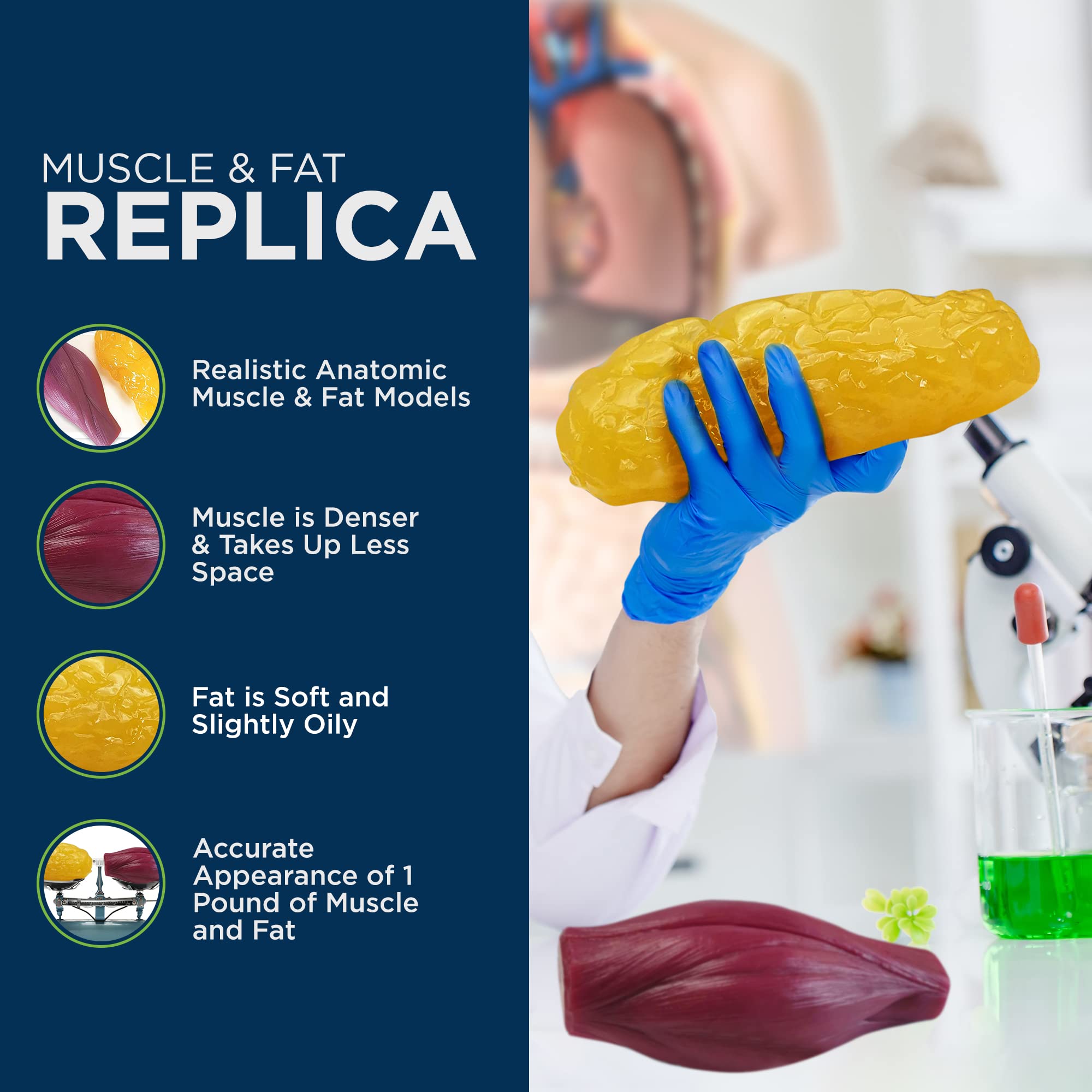 Mua Amazing Human Body Muscle & Fat Replica 1lb by Evviva Sciences ...