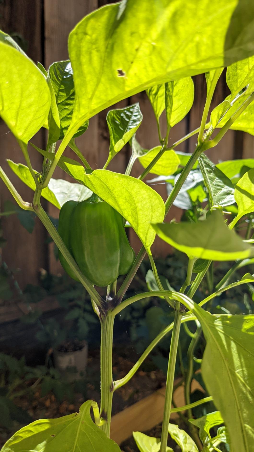 $1/mo - Finance 30+ Giant Orange King Bell Sweet Pepper Seeds, Heirloom ...