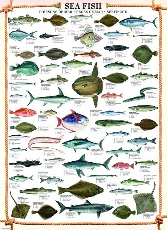 Educational - Poster - Sea Fish + Ü-Poster: Amazon.co.uk: Kitchen & Home
