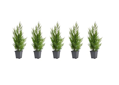 Murray Cypress Tree - 5 Live Quart Size Trees - Cupressus x Leylandii ...