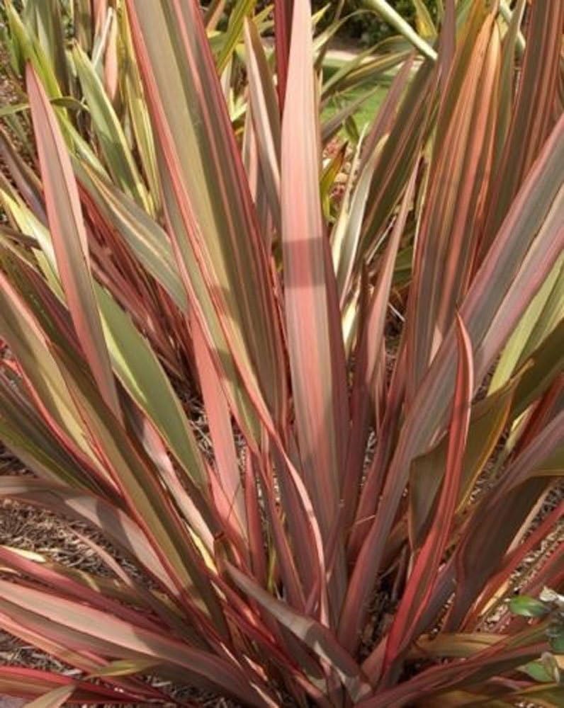 1X 3-4FT PHORMIUM SUNDOWNER PLANT - SPECIMEN EVERGREEN - 3L: Amazon.co ...