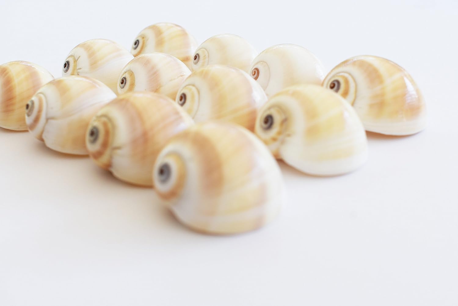Amazon.com: 12 Beautiful Small Shark Eyes Moon Shells Seashells (1-1.5 ...