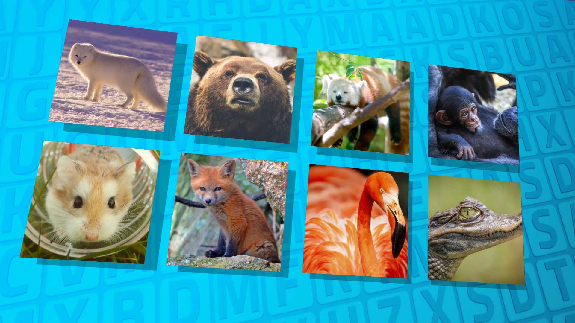 Wordsearch Revealer Wildlife TV:Amazon.com:Appstore for Android