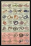 Amazon.com: Laminated North American Snakes Poster 24x36: Industrial ...
