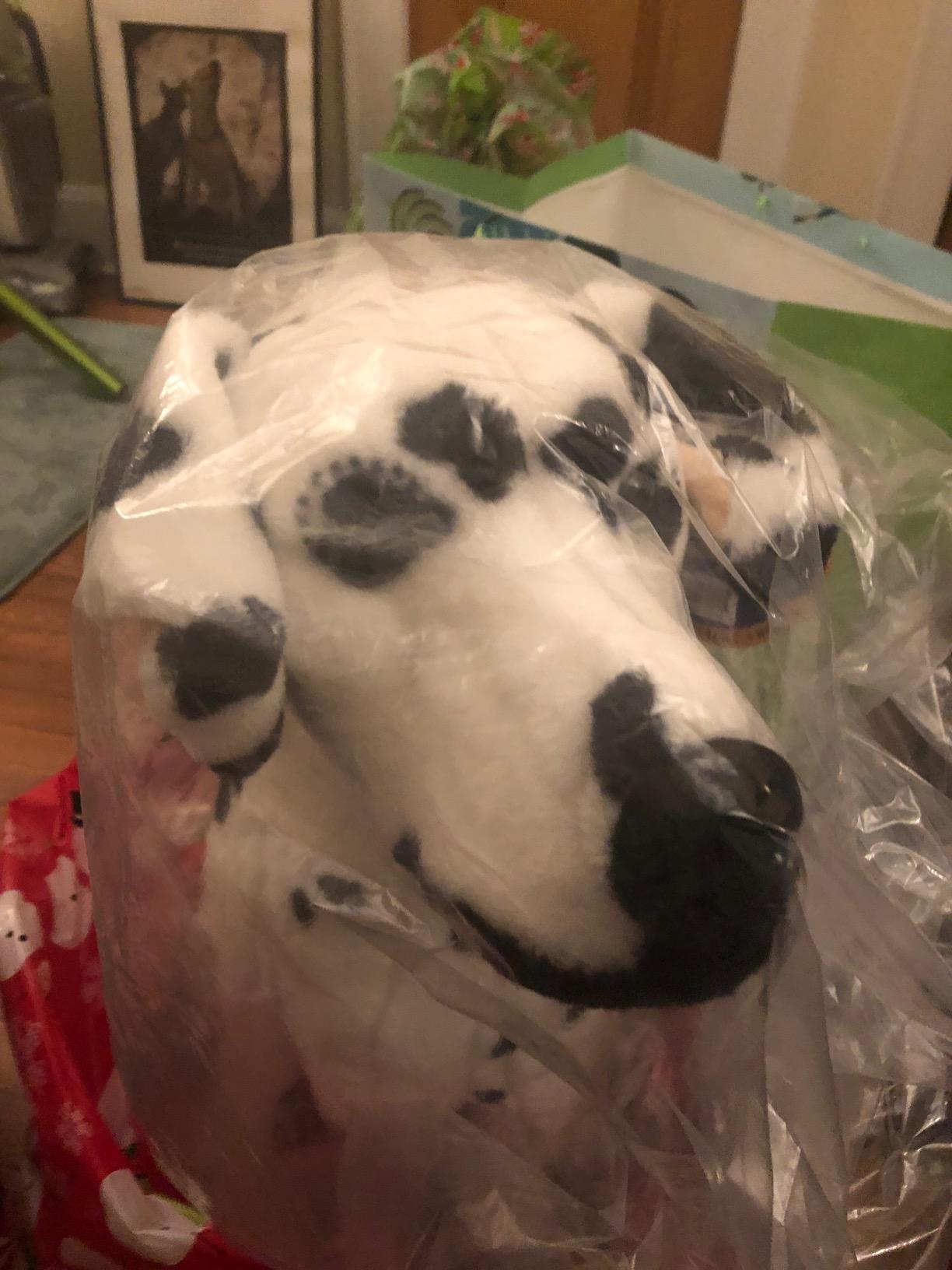 $12/mo - Finance Melissa & Doug Giant Dalmatian - Lifelike Stuffed ...