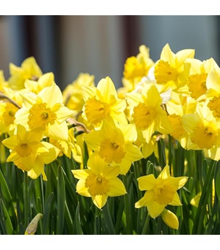 Flor De Narciso Morado
