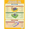 Amazon.com : Eukaryotic and Prokaryotic Cells Science Poster - EXTRA ...