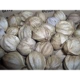 Amazon.com : Shagbark Hickory, Carya Ovata, Hardy! Tree 4 Seeds ...