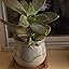 Amazon.com : Instant Cactus/Succulent Collection - 8 Plants 2" pots ...