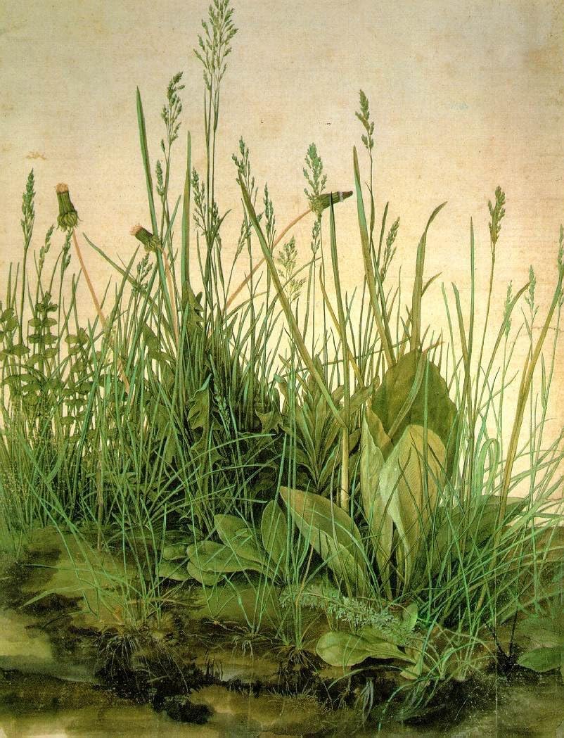 Albrecht Durer: The Large Turf. Fine Art Print/Poster. Size A4: Amazon ...