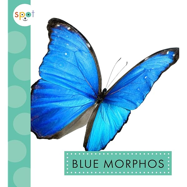 Blue Morpho Butterfly Fun Facts