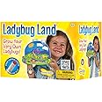 Amazon.com: Insect Lore Live Ladybug Growing Kit Toy -Original Ladybug ...