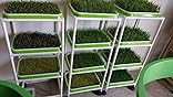 Amazon.com : 4 Layers Sprout Trays with Extra Strength Plastic Shelf ...