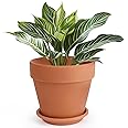 Amazon.com: INGOFIN Terracotta Pot with Saucer - 10 Inch Ceramic Clay ...