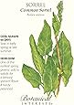 Amazon.com: Common Sorrel Seeds - 700 mg - Heirloom: Toys & Games