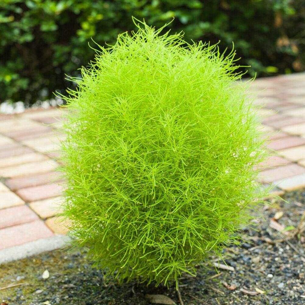 Amazon.com : Seeds Kochia Childsa Scoparia Childsii Burning Bush ...