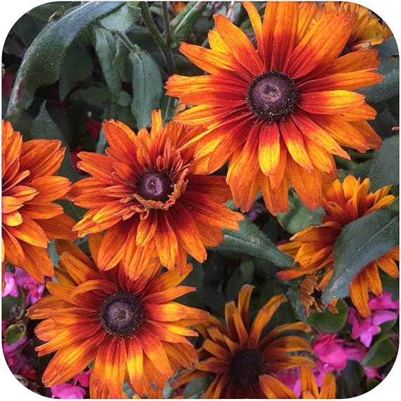 Rudbeckia 'Cherokee Sunset' x 5 Plug Plants Biennial 'Black-Eyed Susan ...