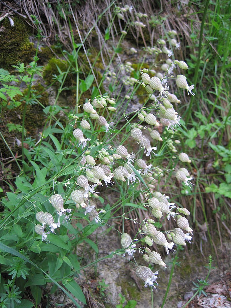Silene Inflata, Stridolo, Sculpit, 1g approx 1500 seeds, untreated ...