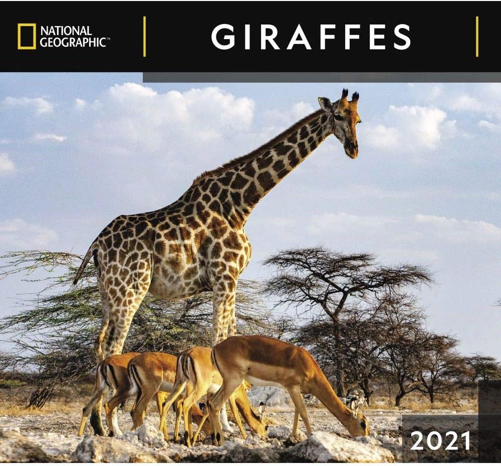 Amazon.com : National Geographic Giraffes 2021 Wall Calendar : Office ...