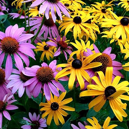 Eden Brothers Dynamic Duo Flower Mixed Seeds for Planting, 1 oz, 30,000 ...