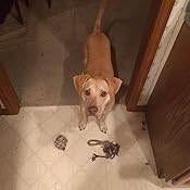 Pet Supplies : DODODO Dog Rope with Tug, Interactive Rope Chew Toys ...