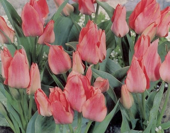Tulipa 'Toronto' (Tulip Toronto) 40 bulbs: Amazon.co.uk: Garden & Outdoors