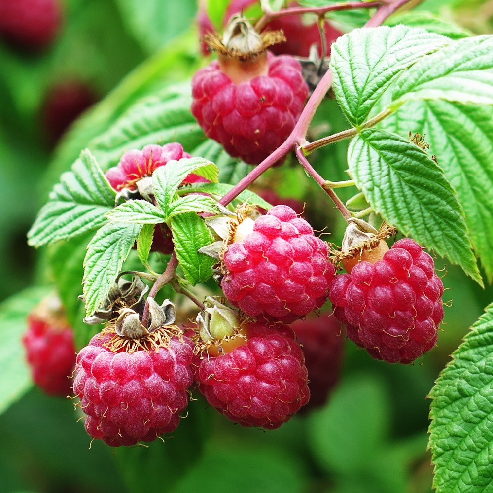RASPBERRY Zeva 5 canes in 3L pot: Amazon.co.uk: Garden & Outdoors
