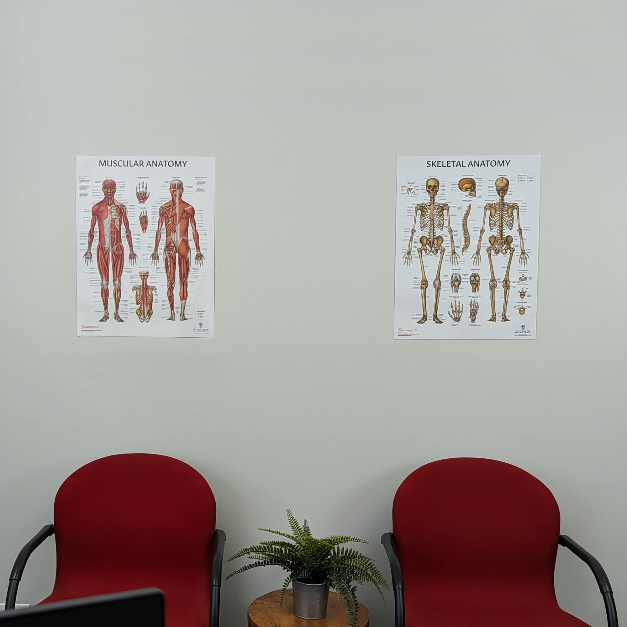 Mua Anatomy Lab 2 PACK Muscular and Skeletal Anatomy Poster Set ...