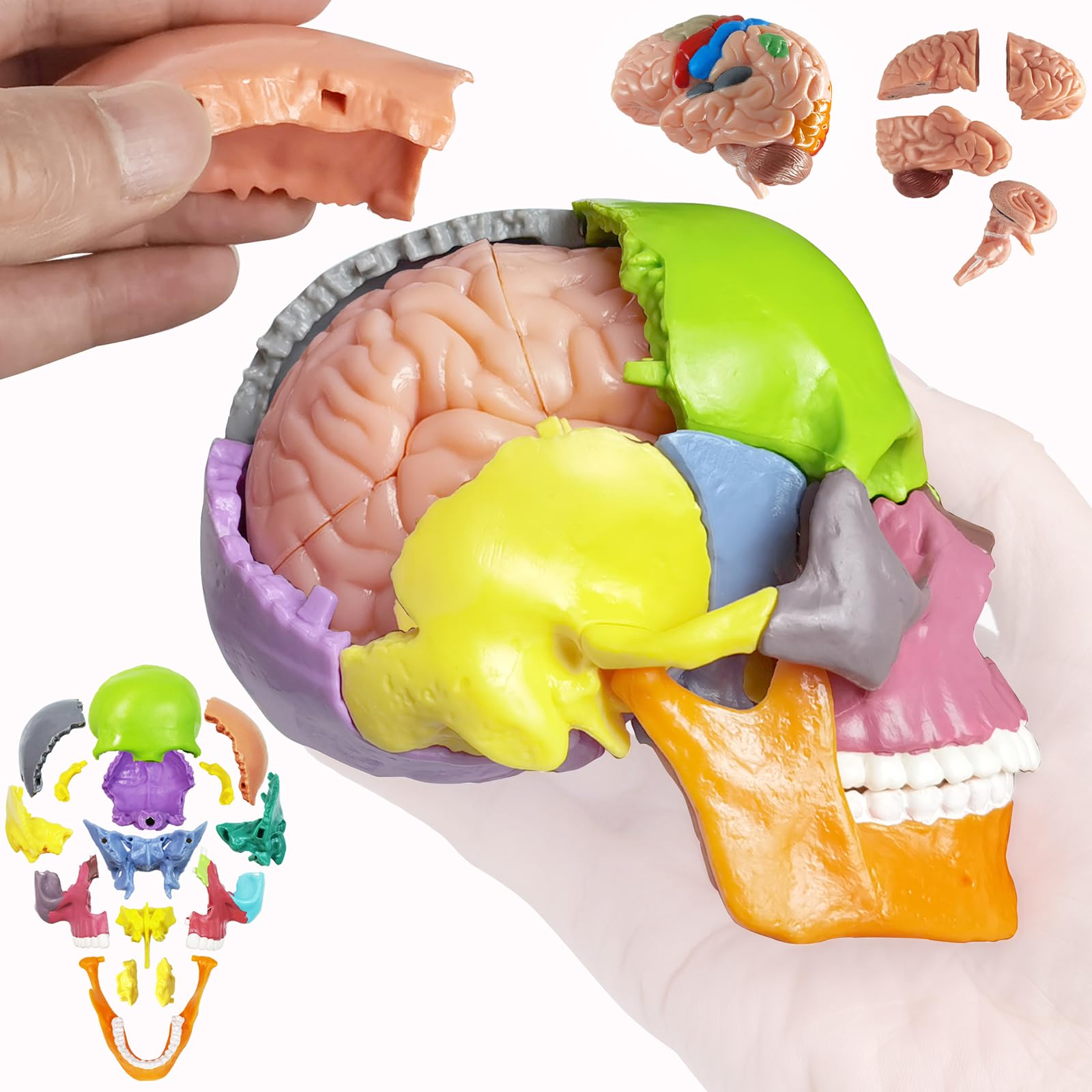 Mua 2024 New Anatomy Skull Model 15+5 Parts Human Anatomy Exploded ...