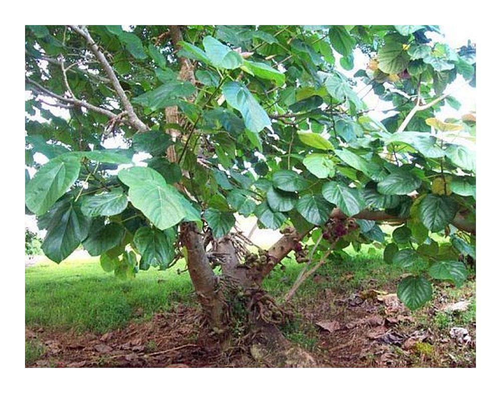 identification - Identify tree with gray ridged bark and large cordate ...