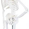 Anatomy Lab Human Skeleton Model, 19" Desktop Skeleton Has Movable Arms ...