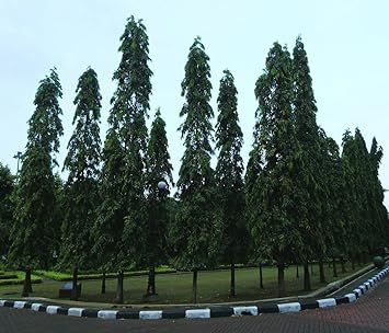 Creative Farmer Seeds For Tree False Ashoka - Aranamaram,Asopalav ...