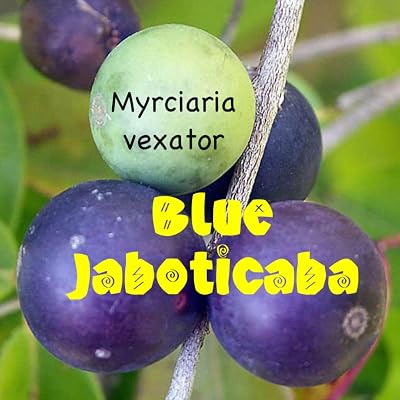 BLUE JABOTICABA~ Myrciaria vexator FRUIT TREE Philippines | Ubuy