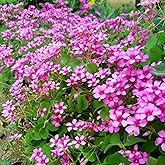 Amazon.com : Red Oxalis corymbosa DC Bulbs Red Shamrock Wood Sorrel ...