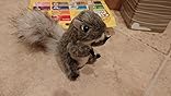 Amazon.com: Folkmanis Mini Gray Squirrel Finger Puppet, 1 EA : Toys & Games