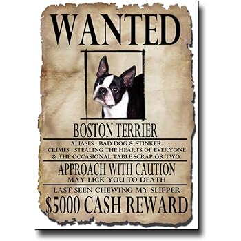 Amazon.com: Pop Doggie Boston Terrier Refrigerator Magnets with Funny ...