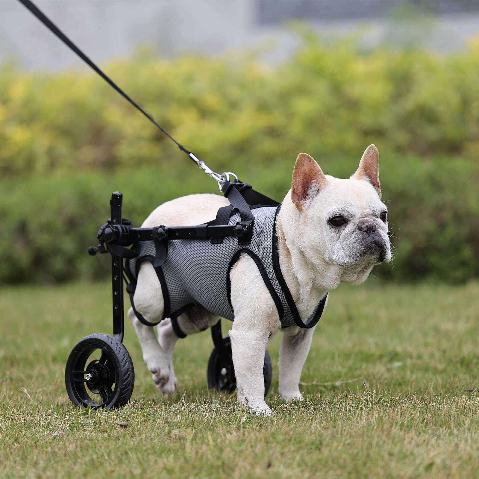 Dog Wheelchair Adjustable For Small Pets (8-20 Lbs) - 4-Wheel Aluminum ...