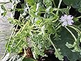Amazon.com : 50 Princess Geranium Seeds - My Secret Gardens : Patio ...