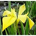 Amazon.com : Louisiana Iris Bog Plant - Dixie Deb - Yellow Marginal ...