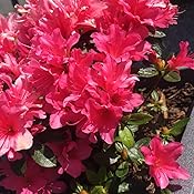 1 X Azalea 'Geisha Pink' Japanese Evergreen Shrub Hardy Plant in Pot ...